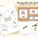 Life Cycle of Chicken, Montessori Language Chicken Life Cycle Material ...