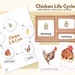 Life Cycle of Chicken, Montessori Language Chicken Life Cycle Material ...