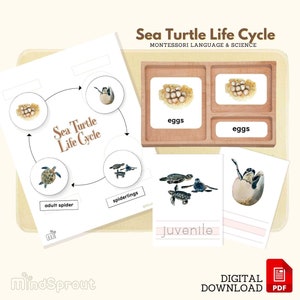 Life Cycle of Sea Turtle Montessori Language Turtle Life Cycle Material ...