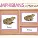 AMPHIBIAN Three Part Cards Montessori Nomenclature 3-part Classified ...