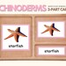 Starfish ECHINODERMS Montessori Zoology Marine Animal Nomenclature 3 ...