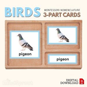 BIRDS Three Part Cards Montessori Nomenclature 3-part Classified Cards ...