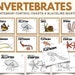 Montessori Zoology INVERTEBRATES Control Chart Blackline Masters ...