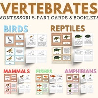 AMPHIBIAN Three Part Cards Montessori Nomenclature 3-part Classified ...