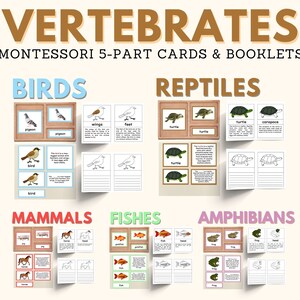 AMPHIBIAN Three Part Cards Montessori Nomenclature 3-part Classified ...