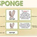PORIFERANS Zoology Invertebrates Study Parts of Sponge Montessori ...