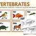Montessori Zoology VERTEBRATES Montessori Control Chart Blackline ...