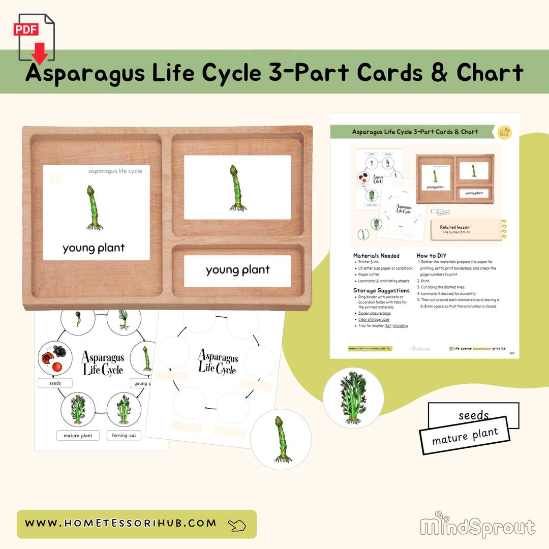 Asparagus Life Cycle 3-part Cards and Chart Botany Montessori Printable ...