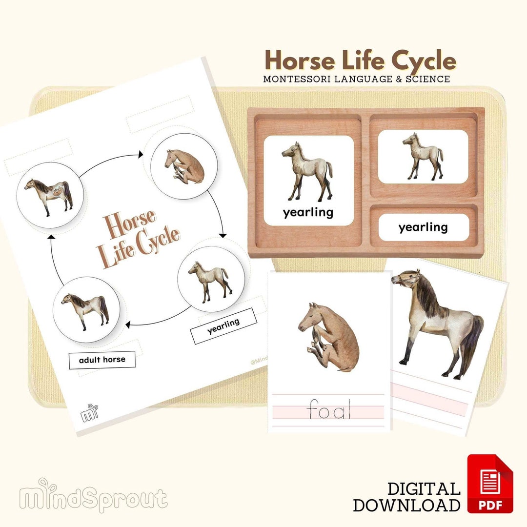 Life Cycle of Horse, Montessori Language Horse Life Cycle Material Life ...