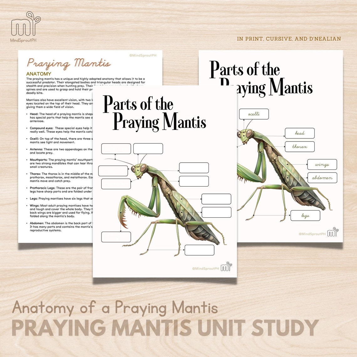PRAYING MANTIS Unit Study Preschool Activity Life Cycle of Praying ...