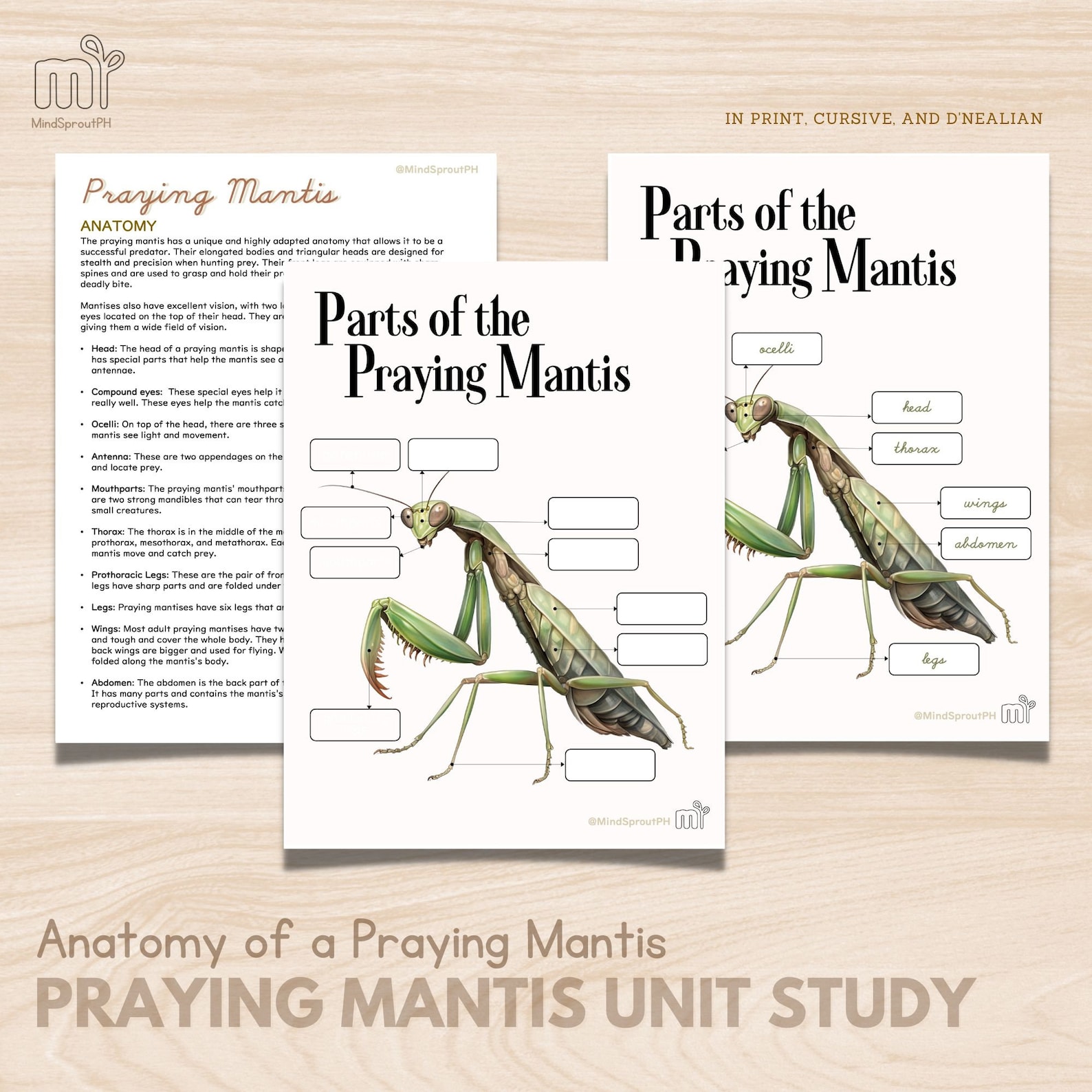 PRAYING MANTIS Unit Study Preschool Activity Life Cycle of Praying ...