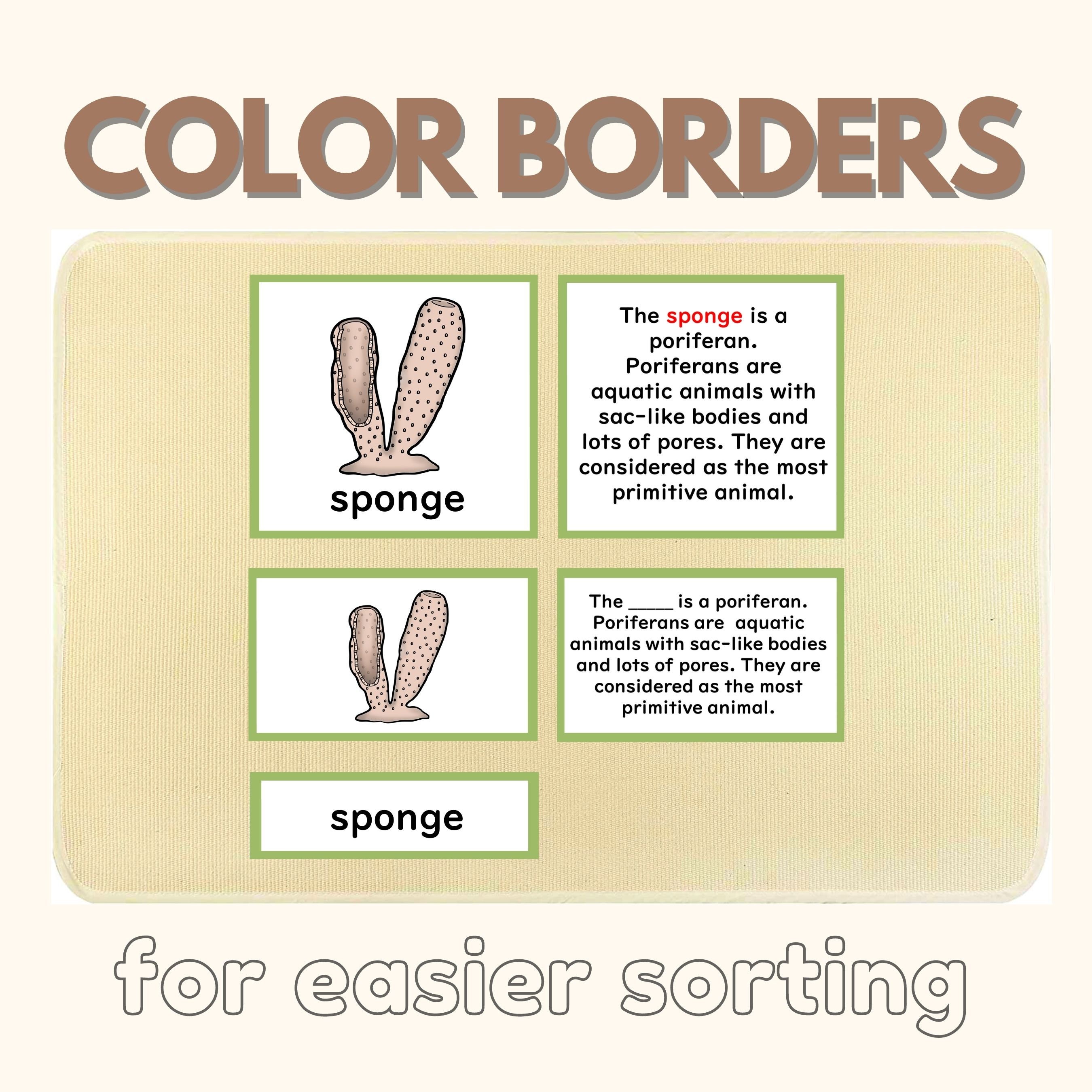 PORIFERANS Zoology Invertebrates Study Parts of Sponge Montessori ...