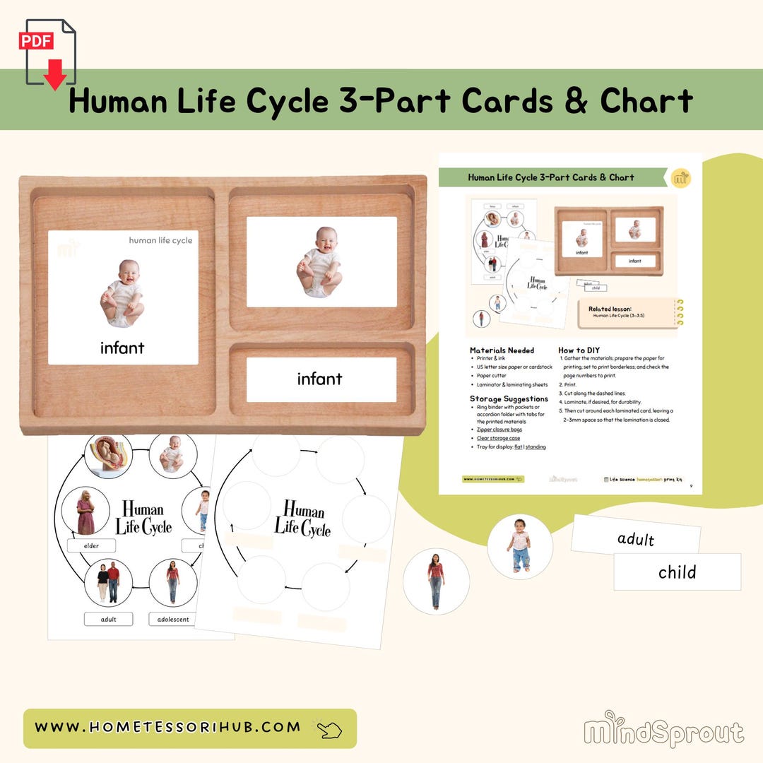 Human Life Cycle 3-part Cards & Chart Zoology Montessori Printable ...