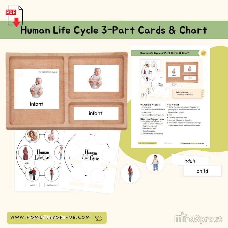 Human Life Cycle 3-part Cards & Chart Zoology Montessori Printable ...