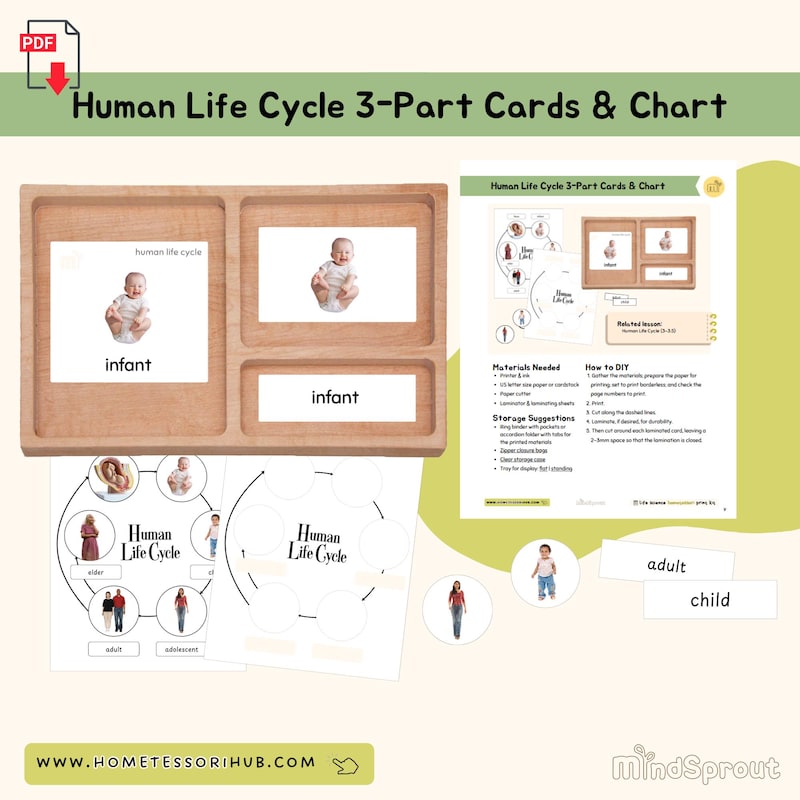 Human Life Cycle Poster - Etsy Australia