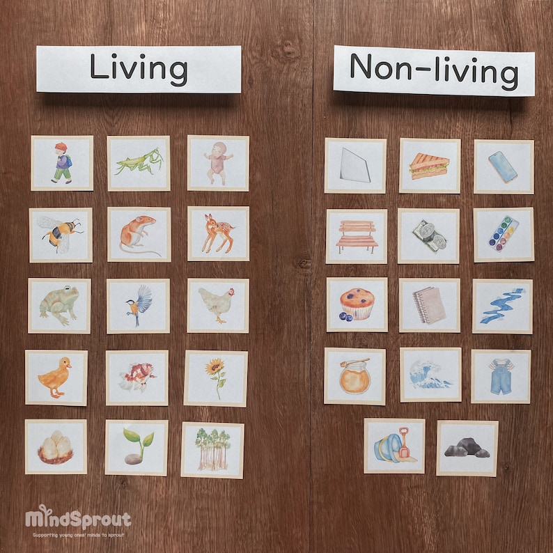 LIVING and Non-living Sorting Cards Montessori Activity Preschool ...