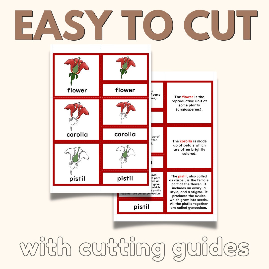 Parts of the FLOWER Montessori Botany Unit Study 5-part Card Definition ...