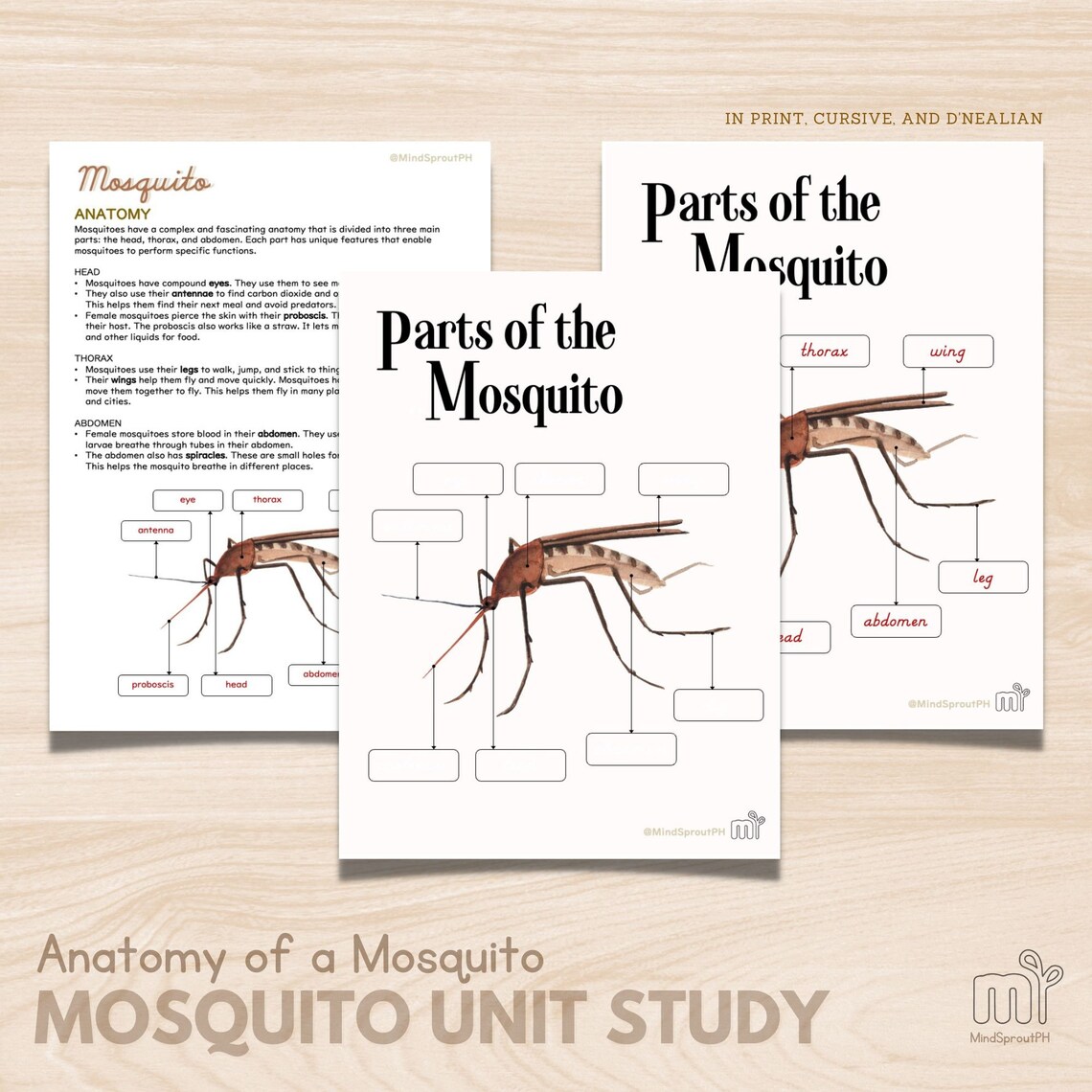 MOSQUITO Unit Study Bundle Preschool Activities Life Cycle of Mosquito ...