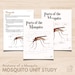 MOSQUITO Unit Study Bundle Preschool Activities Life Cycle of Mosquito ...