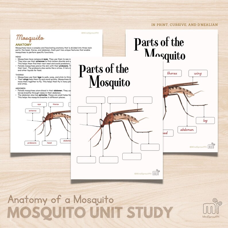MOSQUITO Unit Study Bundle Preschool Activities Life Cycle of Mosquito ...