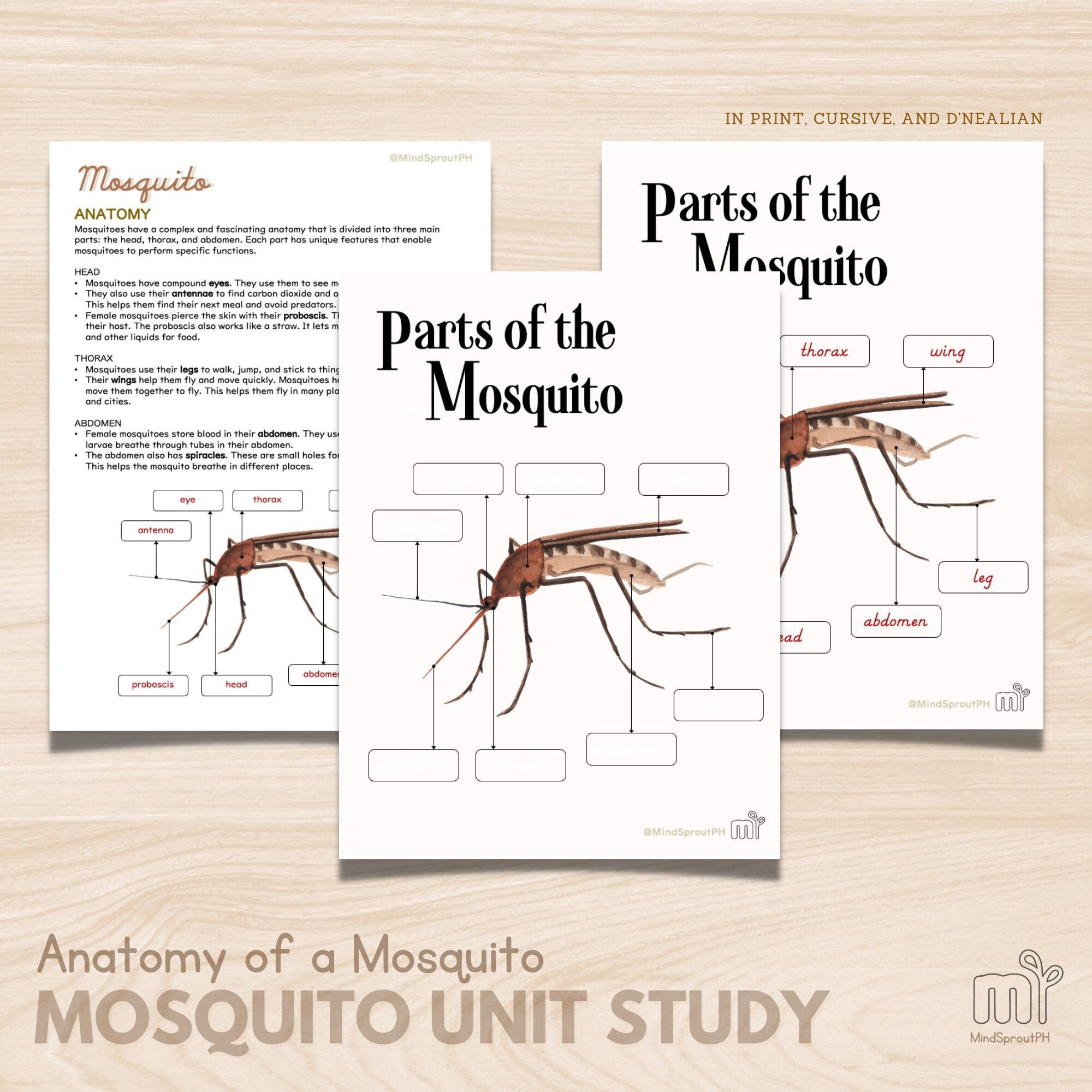 MOSQUITO Unit Study Bundle Preschool Activities Life Cycle of Mosquito ...