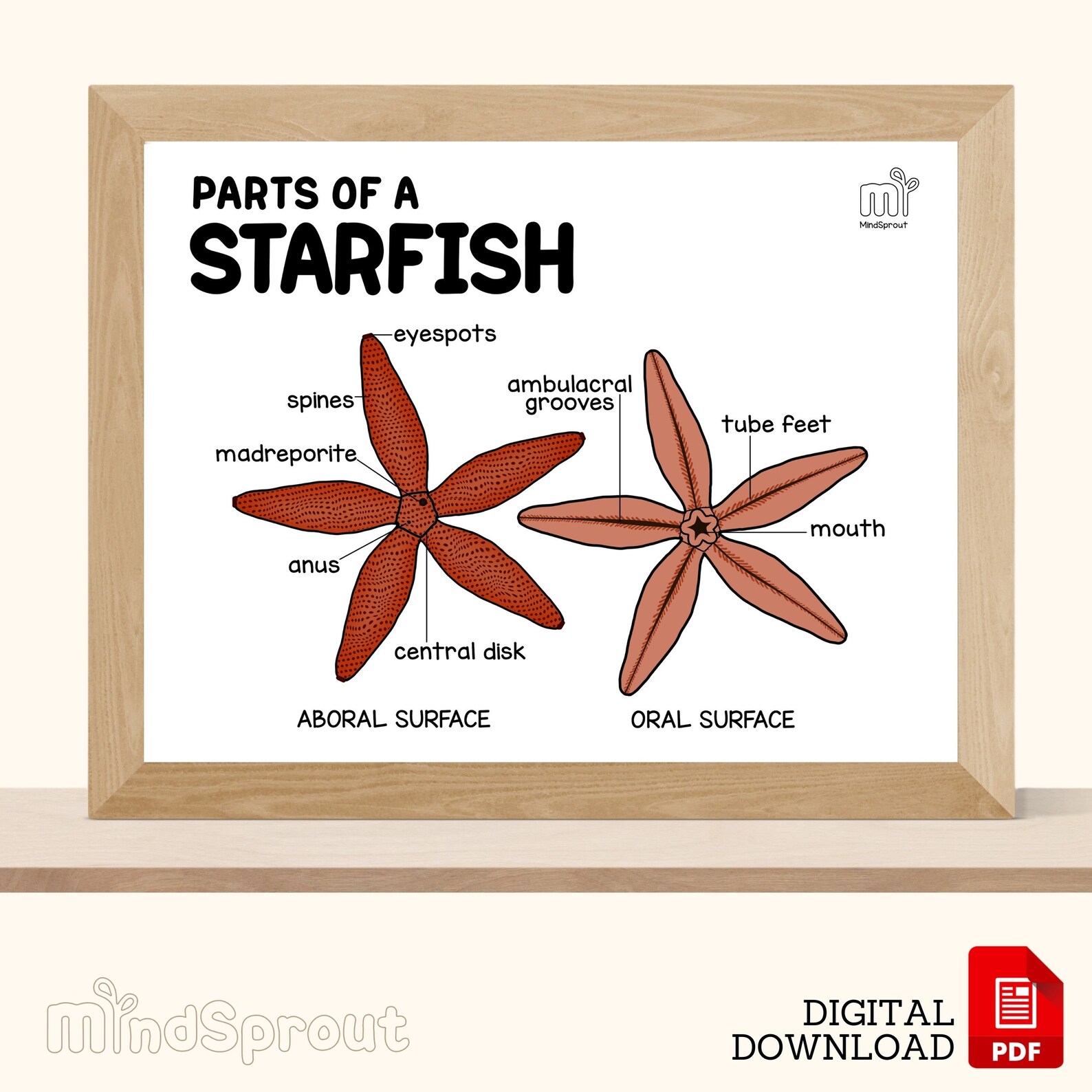 Montessori Zoology INVERTEBRATES Control Chart Blackline Masters ...