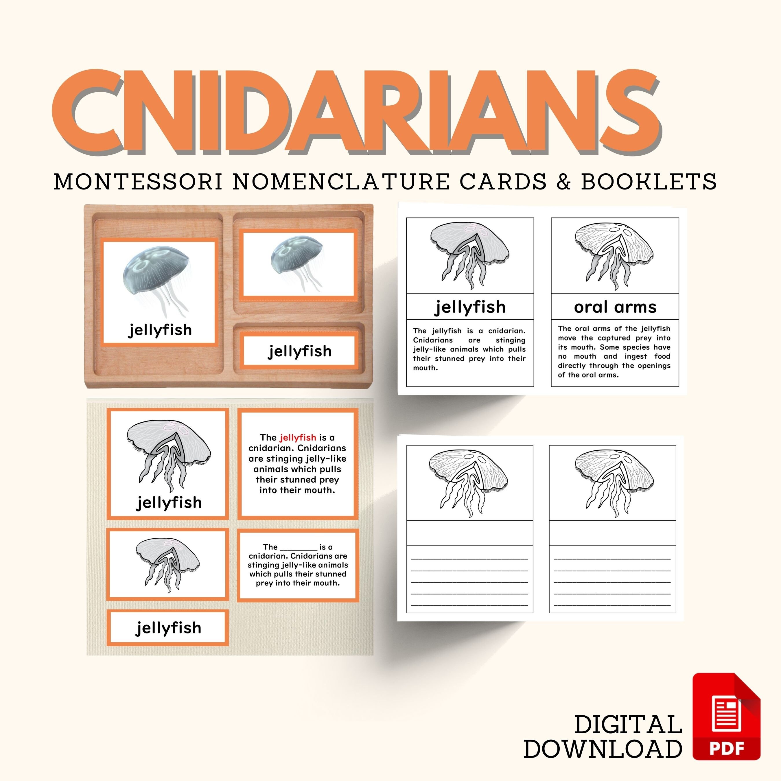 INVERTEBRATES Montessori Zoology Unit Study Montessori Nomenclature 5 ...