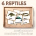 REPTILES Three Part Cards Montessori Nomenclature 3-part Classified ...