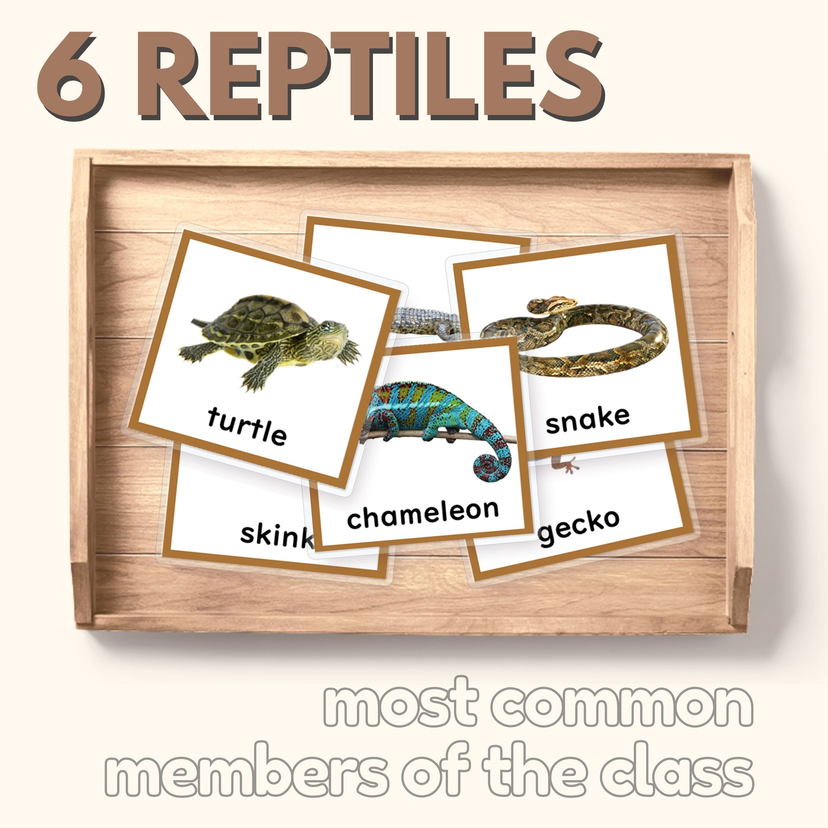 REPTILES Three Part Cards Montessori Nomenclature 3-part Classified ...
