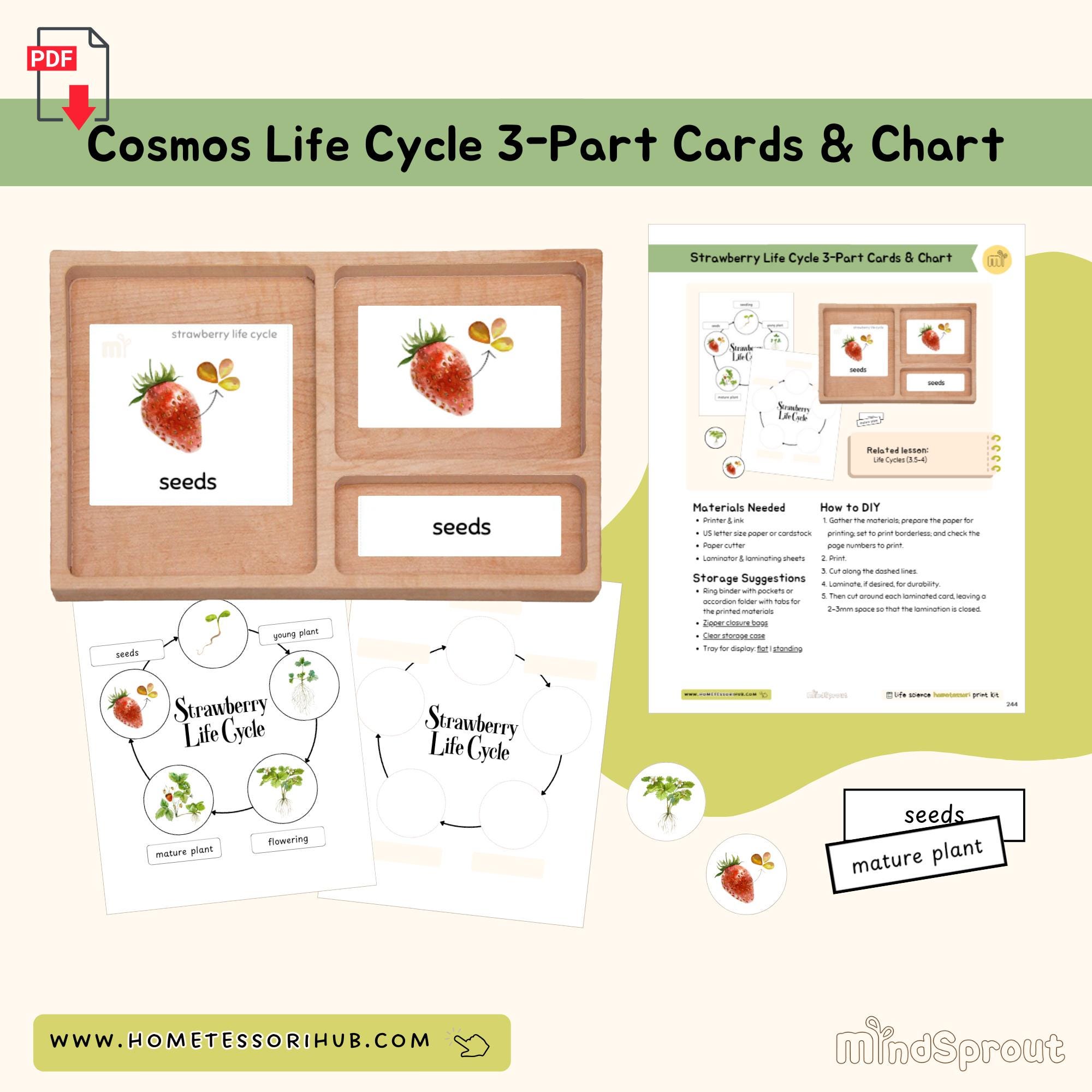 Cosmos Life Cycle 3-part Cards and Chart Botany Montessori Printable ...
