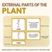 Plant LIFE CYCLE Part of Plant Montessori Botany Unit Study 5-part Card ...