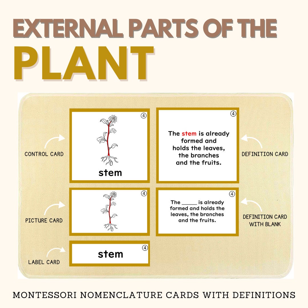 Plant LIFE CYCLE Part of Plant Montessori Botany Unit Study 5-part Card ...