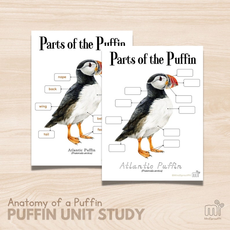 PUFFIN Unit Study (for 3-9) Preschool Activities Animal Fact File ...