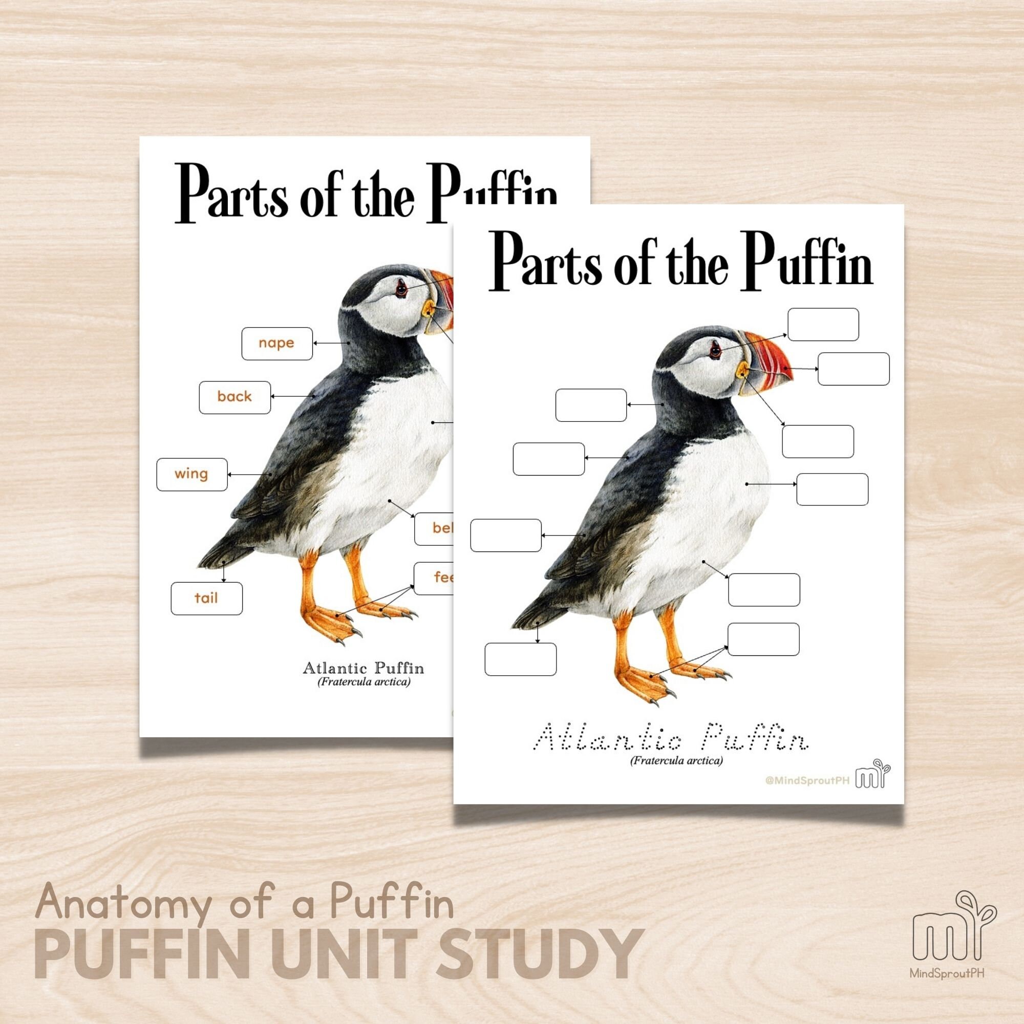 PUFFIN Unit Study (for 3-9) Preschool Activities Animal Fact File ...
