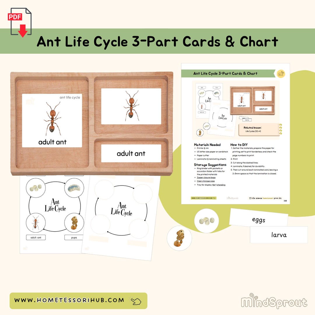 Ant Life Cycle 3-part Cards and Chart Zoology Montessori Printable ...