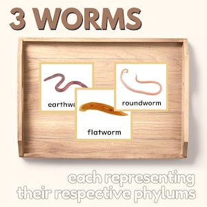 WORMS Three Part Card Montessori Nomenclature 3-part Classified Card ...