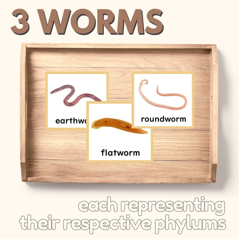 WORMS Three Part Card Montessori Nomenclature 3-part Classified Card ...