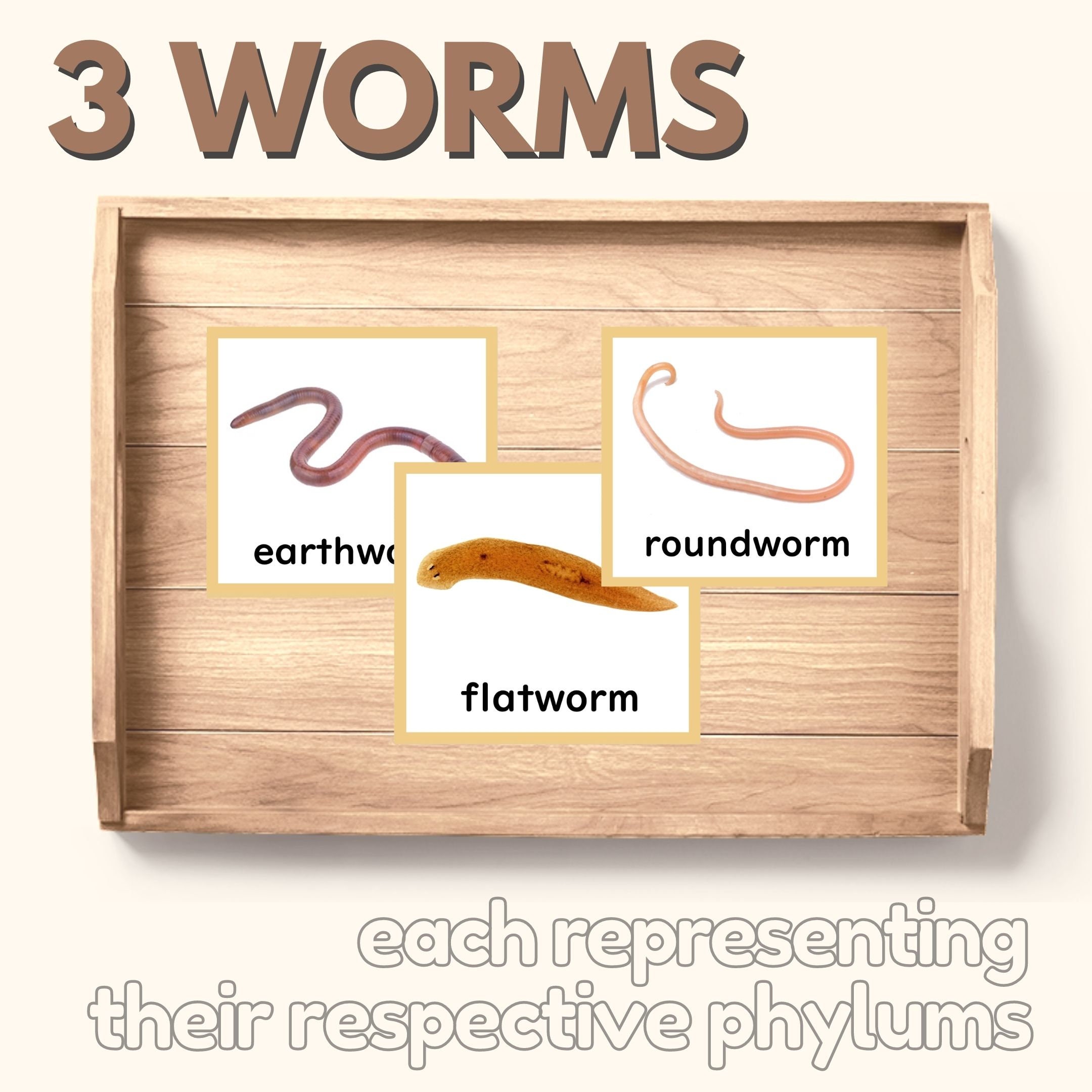 WORMS Three Part Card Montessori Nomenclature 3-part Classified Card ...