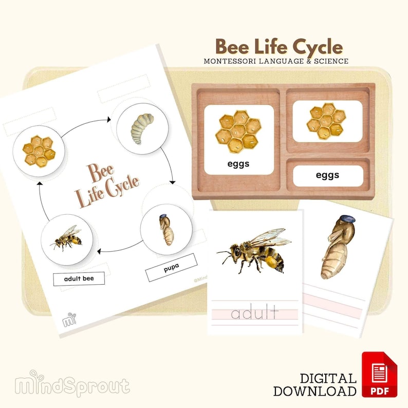 Life Cycle of Bee, Montessori Language Bee Life Cycle Material, Life ...