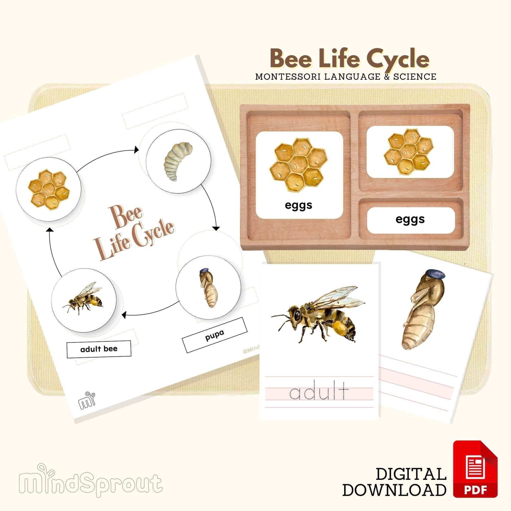 Life Cycle of Bee, Montessori Language Bee Life Cycle Material, Life ...