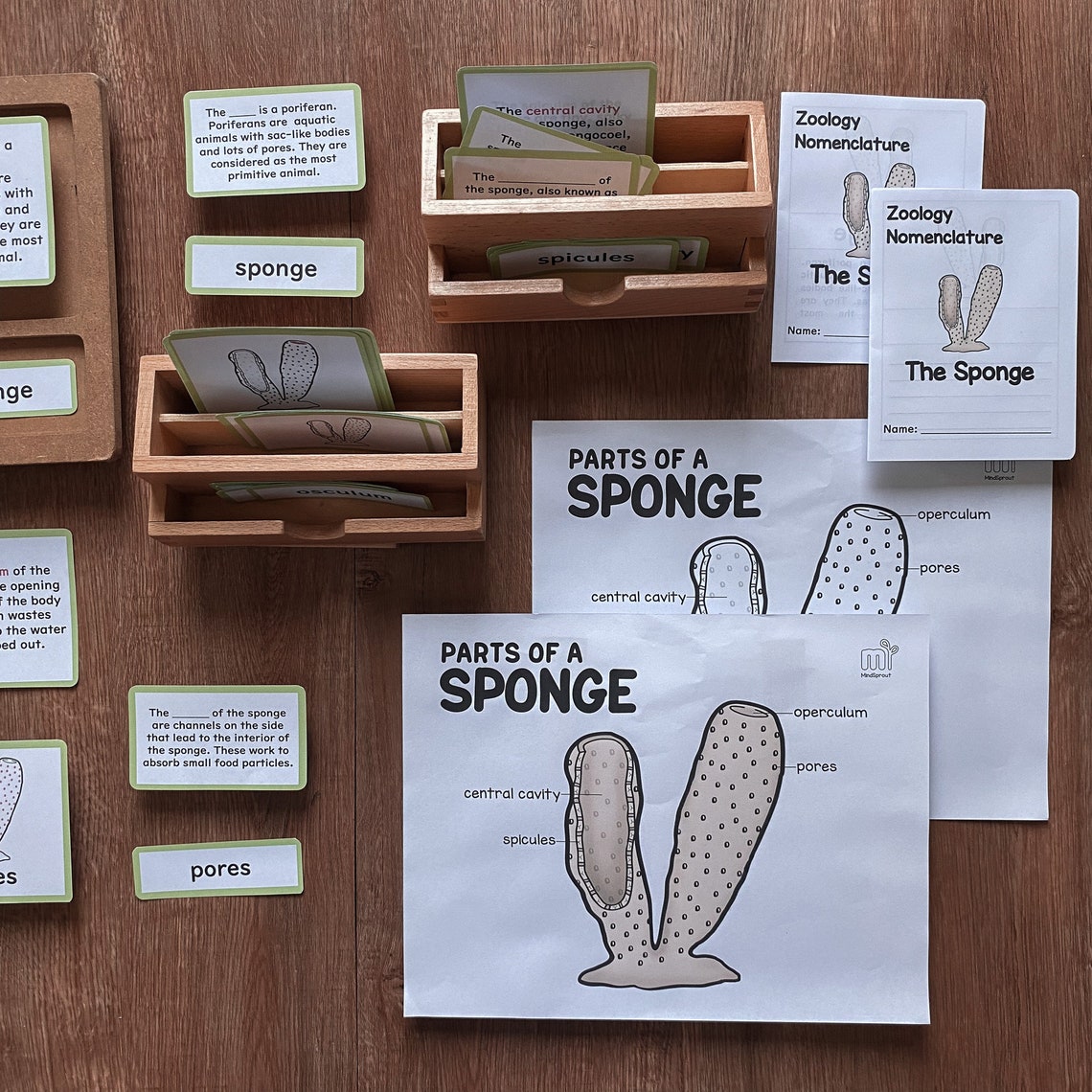 PORIFERANS Zoology Invertebrates Study Parts of Sponge Montessori ...