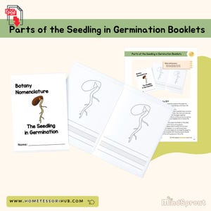Parts of the Seed, Seedling, Plant Cards, Chart & Booklets Botany ...