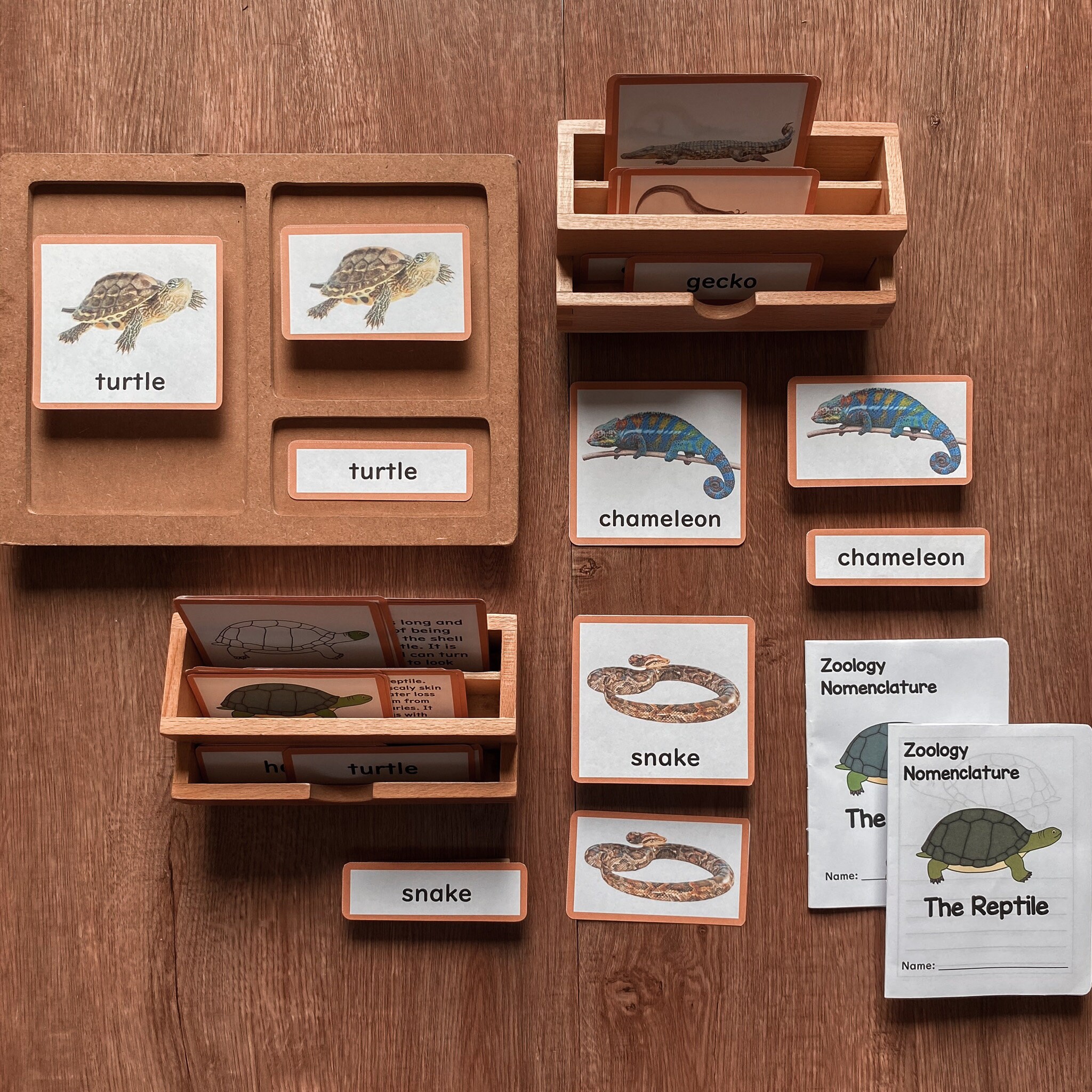 REPTILES Zoology Unit Study Parts Turtle Montessori Nomenclature 5-part ...