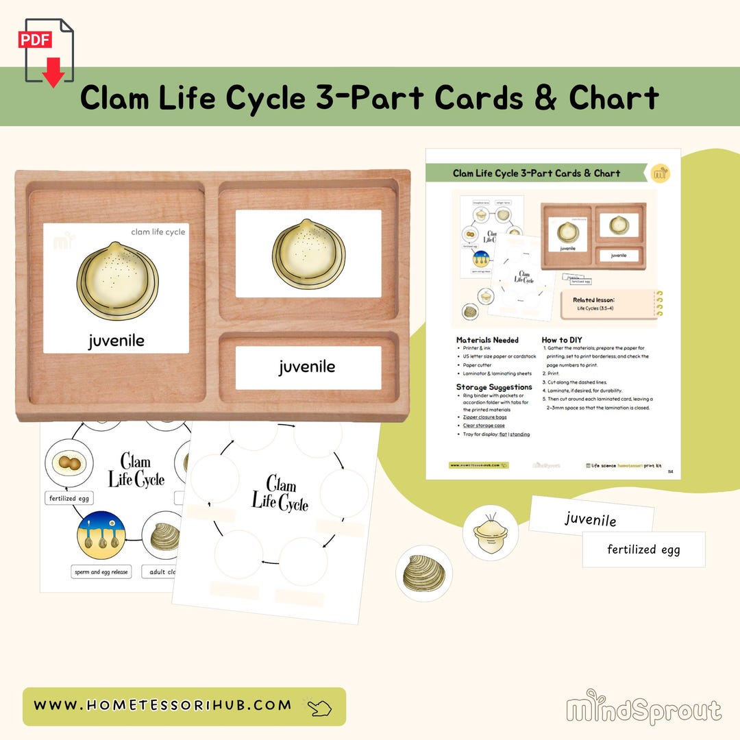 Clam Life Cycle 3-part Cards and Chart Zoology Montessori Printable ...