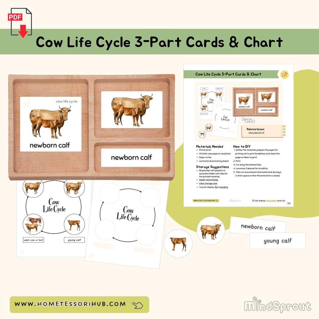 Cow Life Cycle 3-part Cards & Chart Zoology Montessori Printable ...
