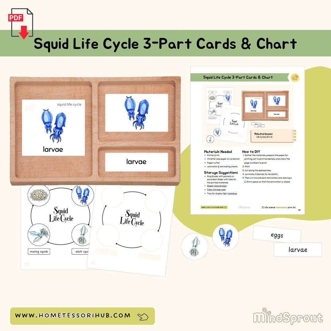 Squid Life Cycle 3-part Cards and Chart Zoology Montessori Printable ...