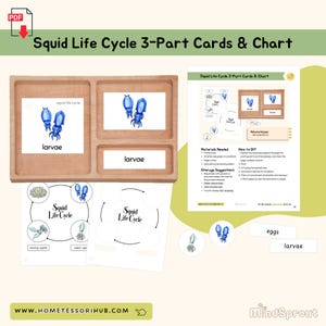 Squid Life Cycle 3-part Cards and Chart Zoology Montessori Printable ...