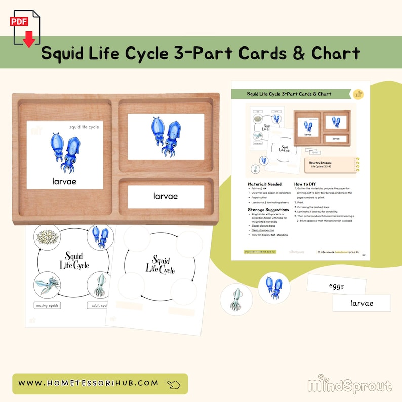 Squid Life Cycle 3-part Cards and Chart Zoology Montessori Printable ...