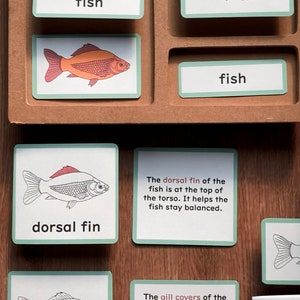 FISH Zoology Unit Study Parts of Fishes Montessori Nomenclature 5-part ...