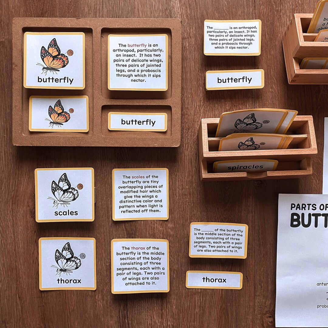 ARTHROPODS Zoology Unit Parts of Butterfly Montessori Nomenclature 5 ...